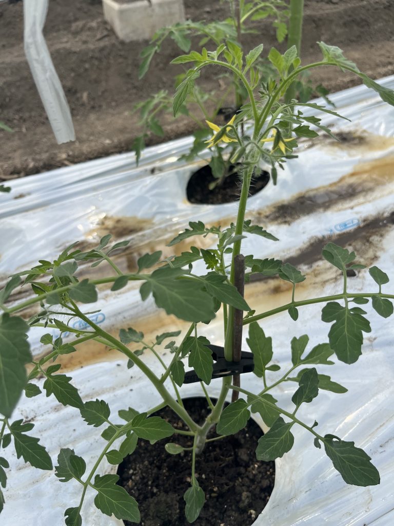 スタート #熊本#玉名#トマト#トマト農家#トマト直販#トマト通販#農家直販#ミニトマト#ミニトマト農家 | Takajima Tomato Farm